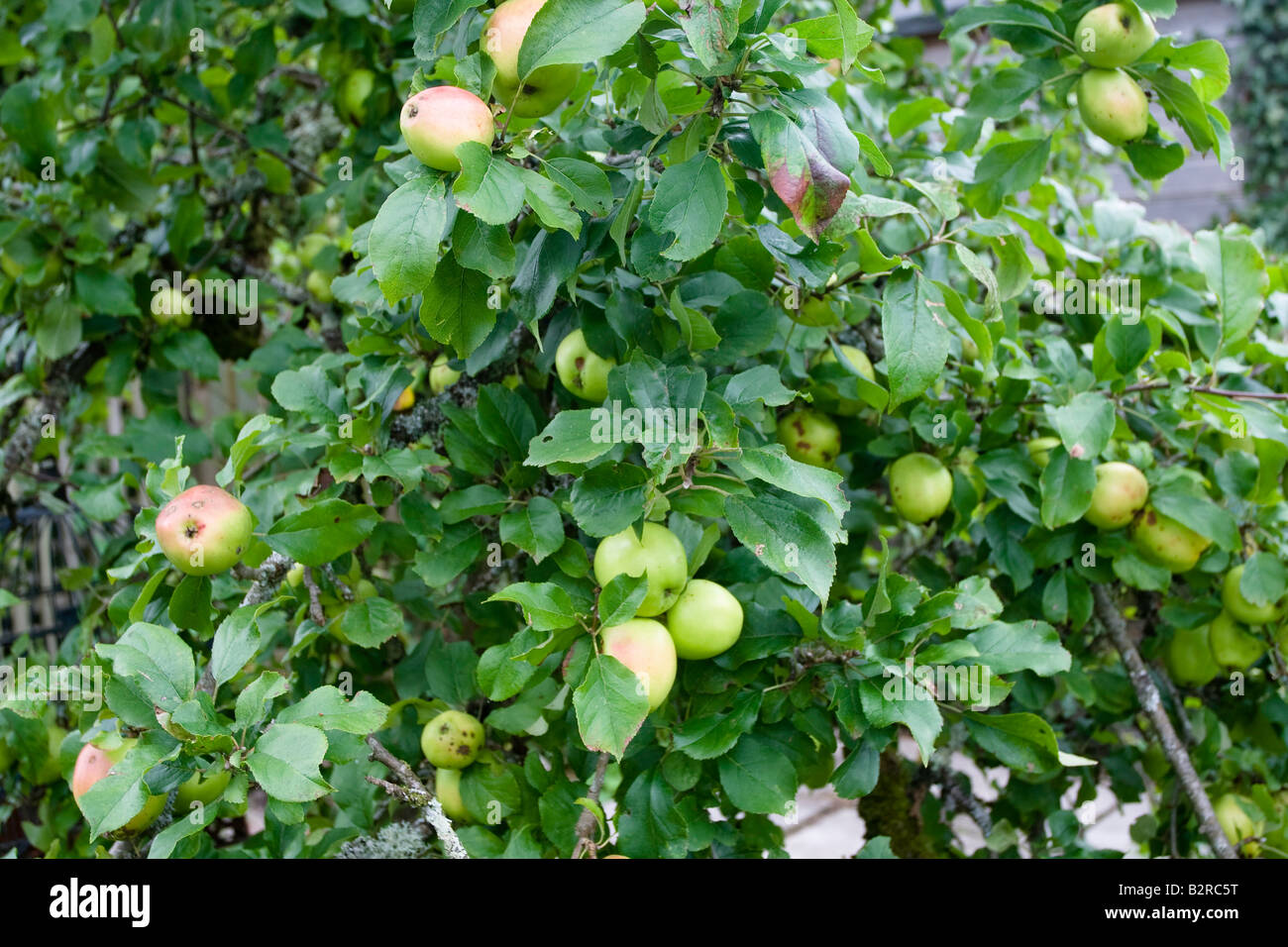 Cider tree tree of cider hi-res stock photography and images - Alamy