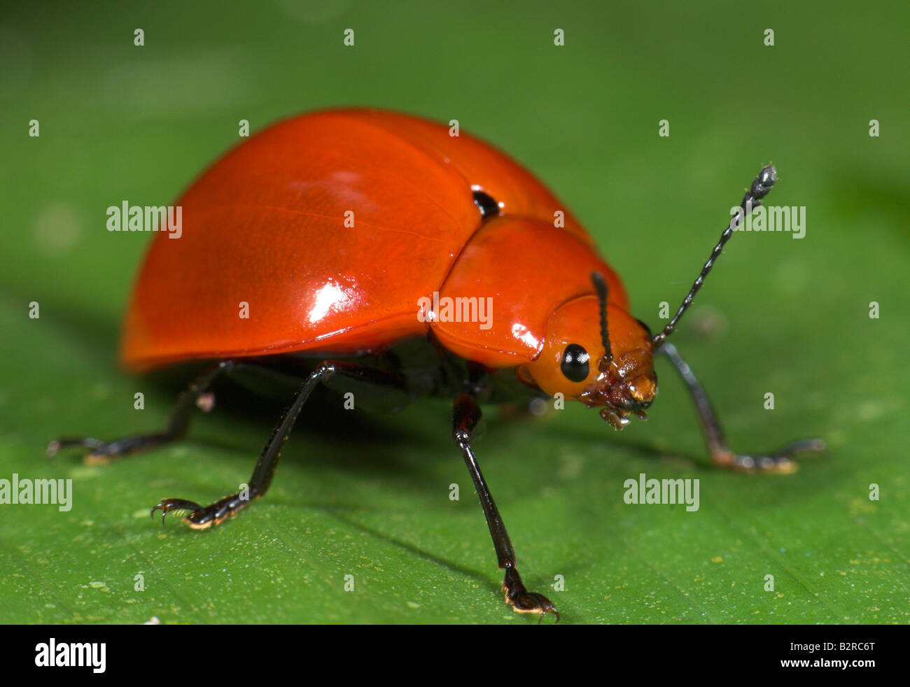 Leaf Beetle FamilyChrysomelidae Costa Rica Stock Photo - Alamy