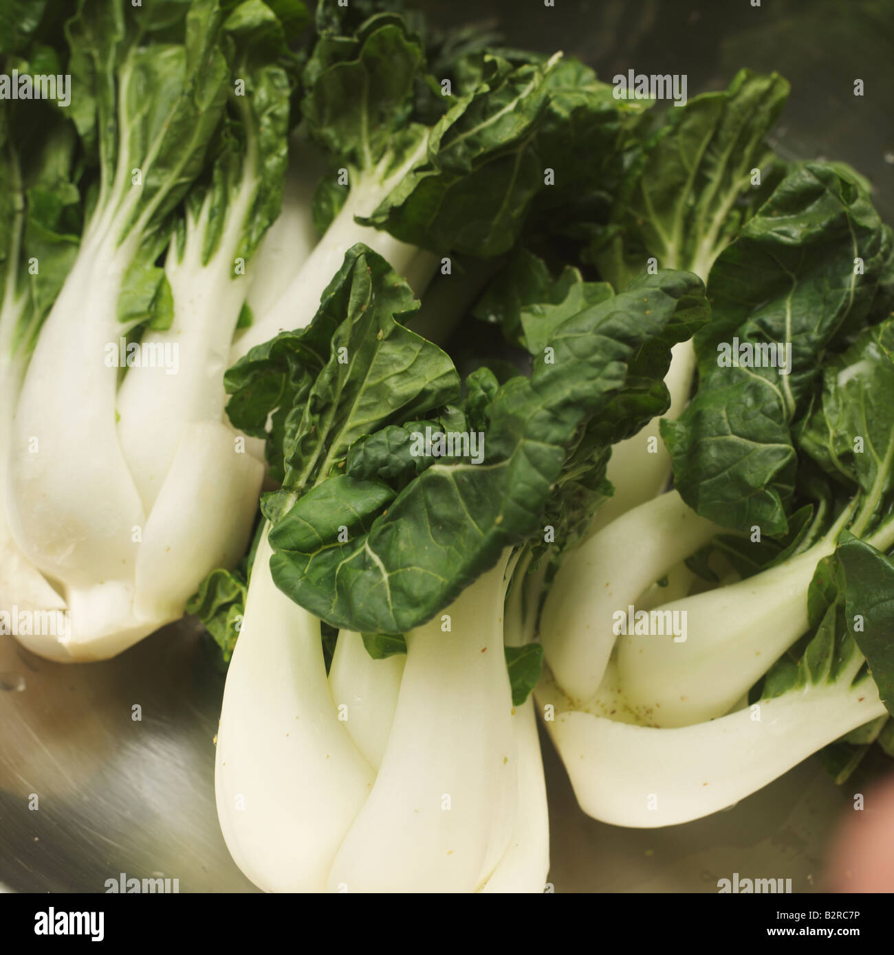 Still life of baby bok choy a typical Chinese vegetable Stock Photo - Alamy