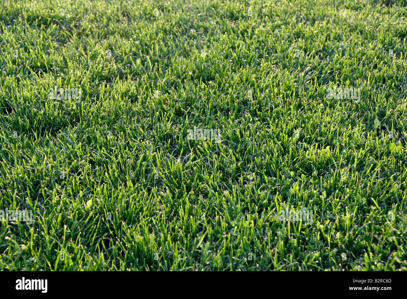 Green grass pitch hi-res stock photography and images - Alamy