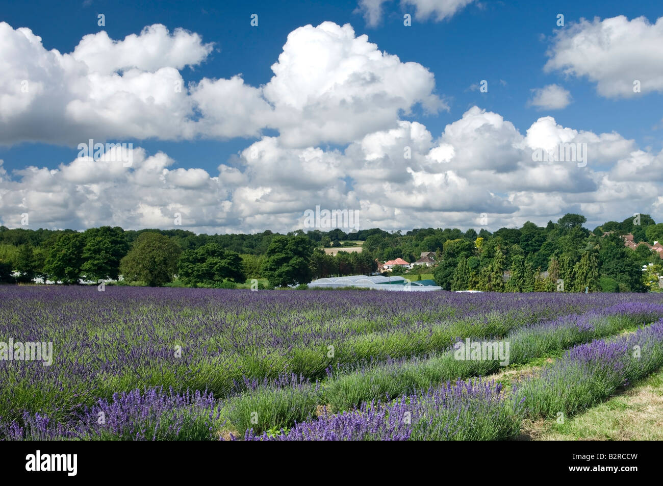 Lavender surrey uk hi-res stock photography and images - Alamy