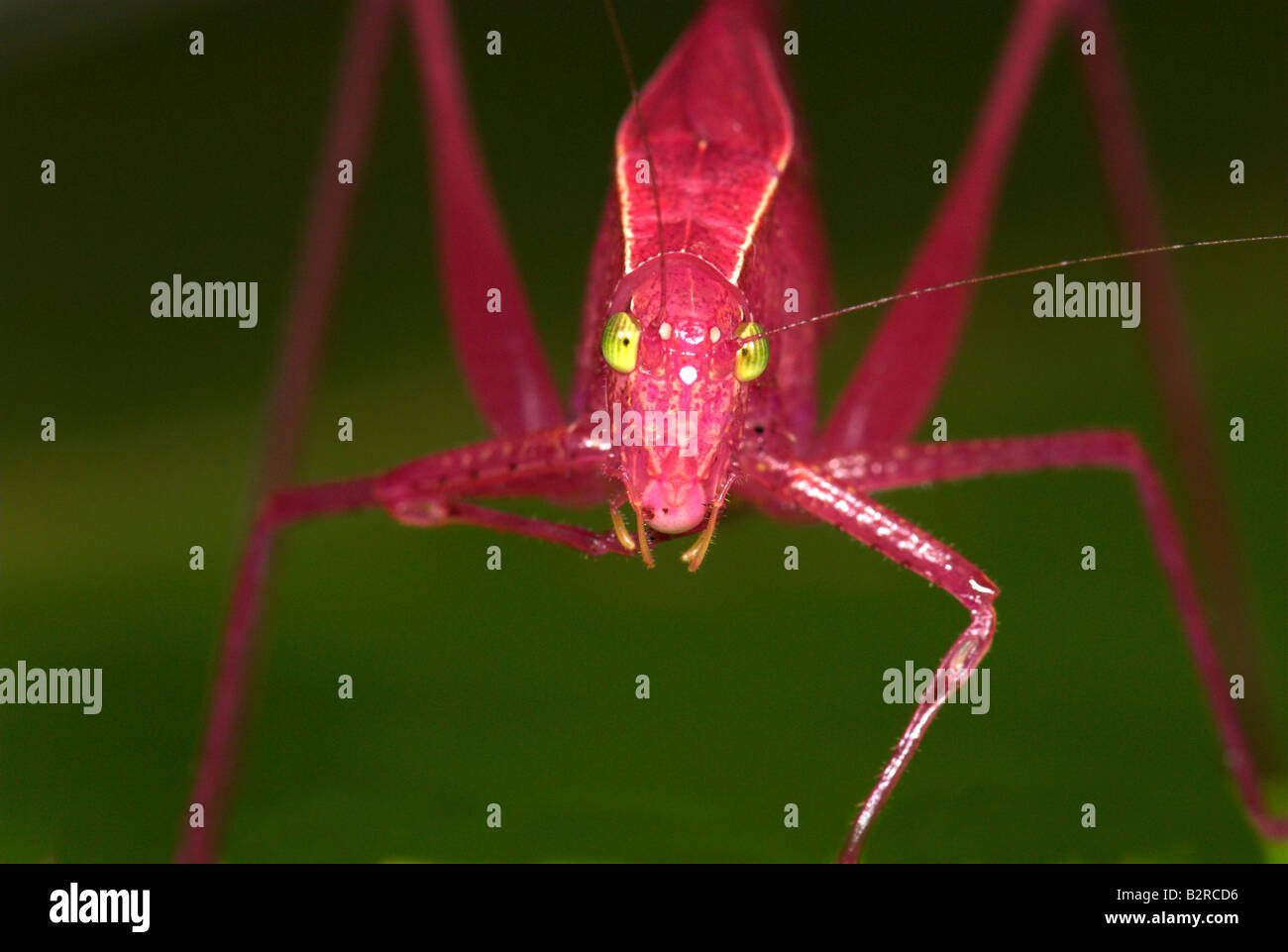 Where Do Pink Katydids Live