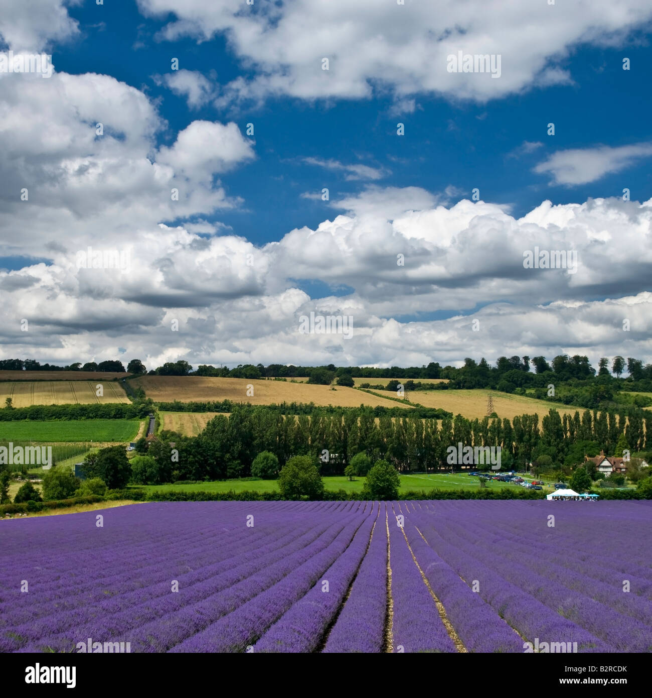 Lavender at Castle Farm near Sevenoaks in Kent England UK Stock Photo ...
