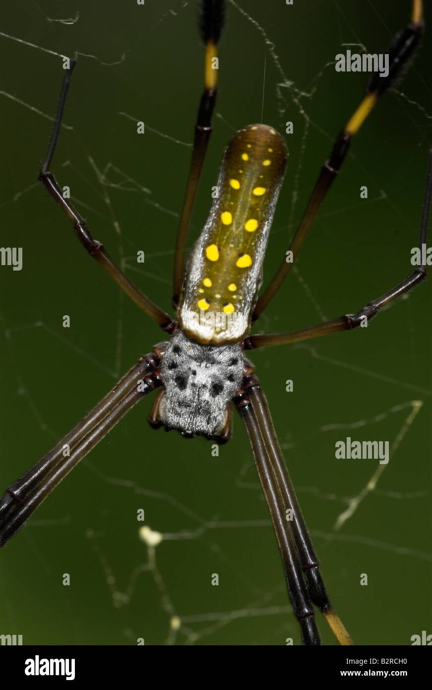 Golden silk spider Nephila clavipes Costa rica Stock Photo - Alamy