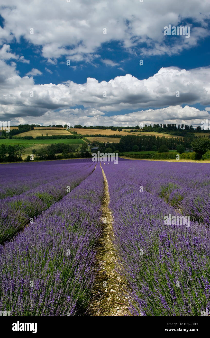 Lavender at castle farm near sevenoaks hi-res stock photography and ...
