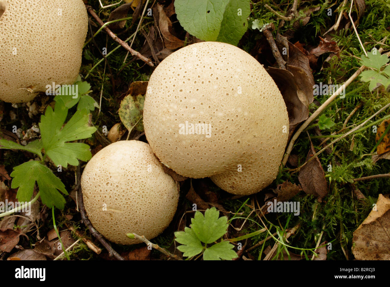 Common earthball fungus Scleroderma citrinum in woodland UK Stock Photo ...