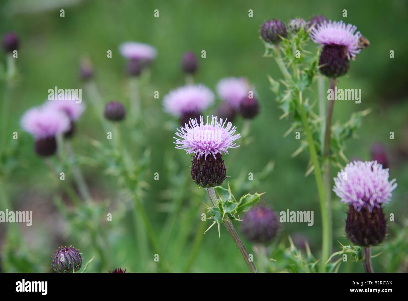 Scottish thistle hi-res stock photography and images - Alamy