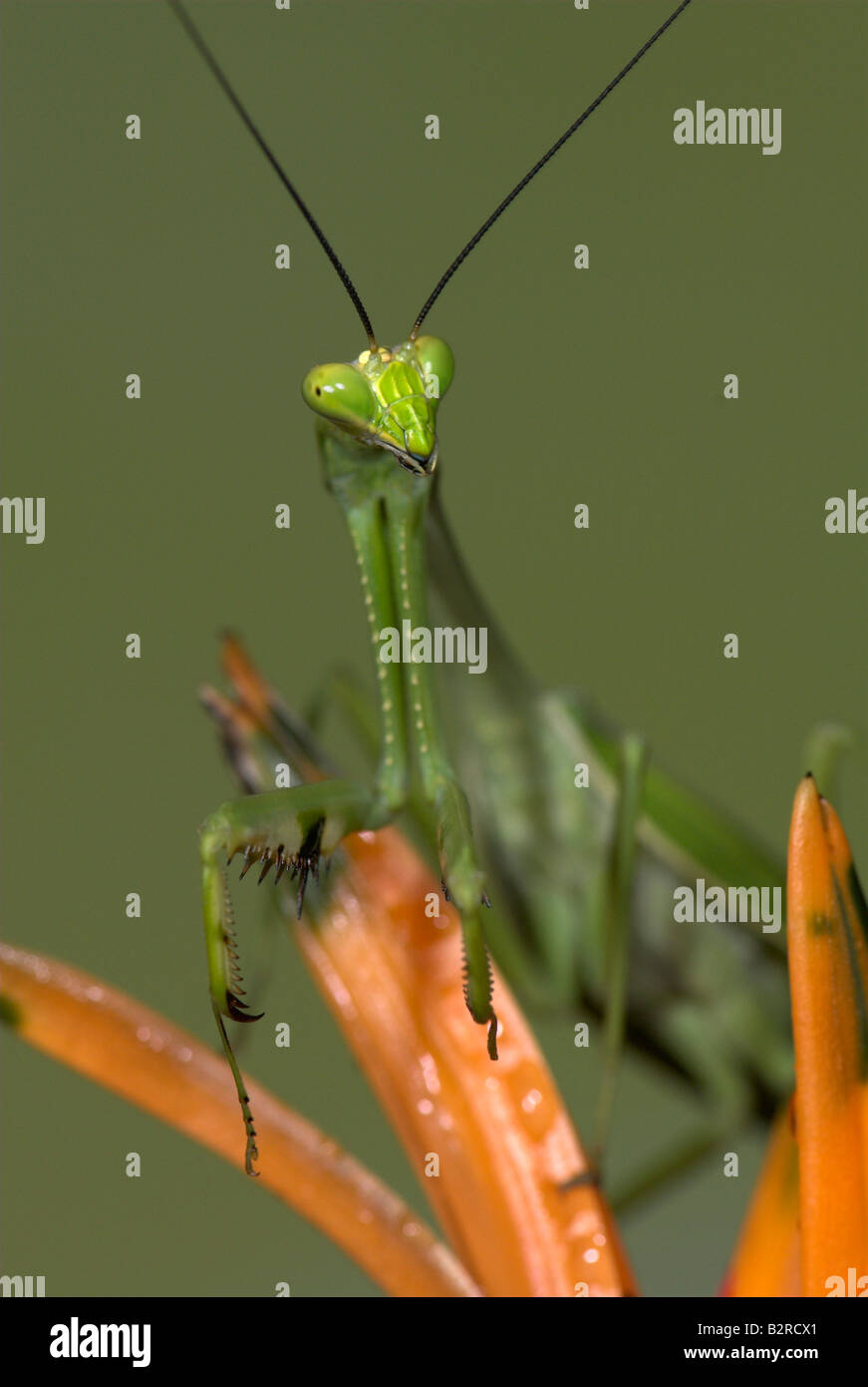 Praying Mantis FamilyMantidae Costa Rica Stock Photo - Alamy