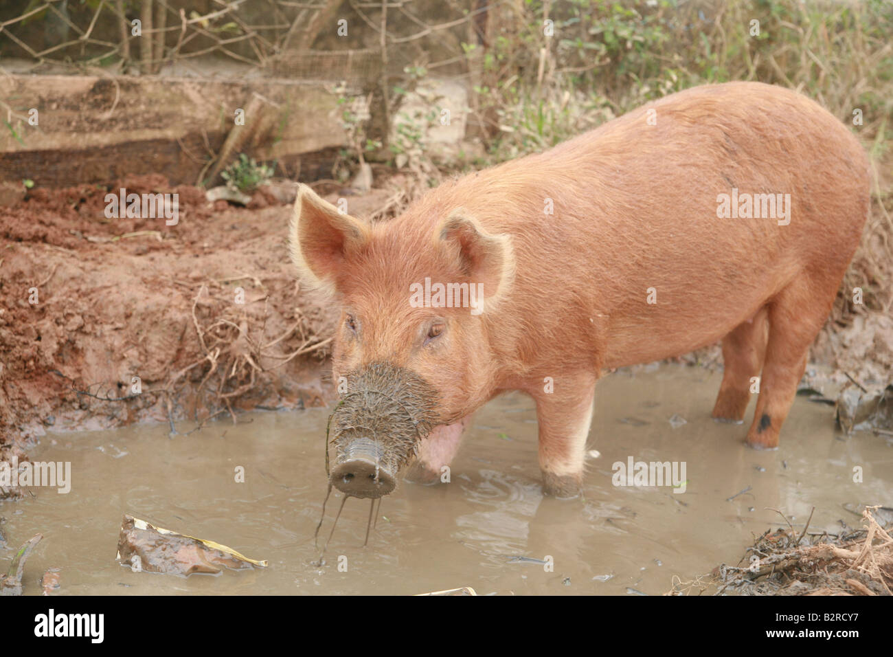 Domestic pig standing in mud hi-res stock photography and images - Alamy