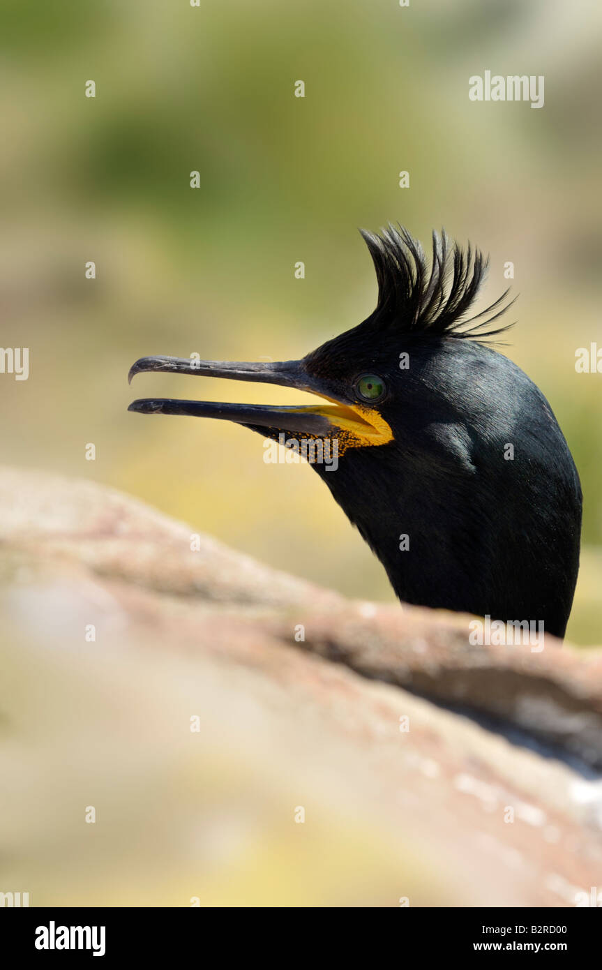 Shag islands hi-res stock photography and images - Alamy