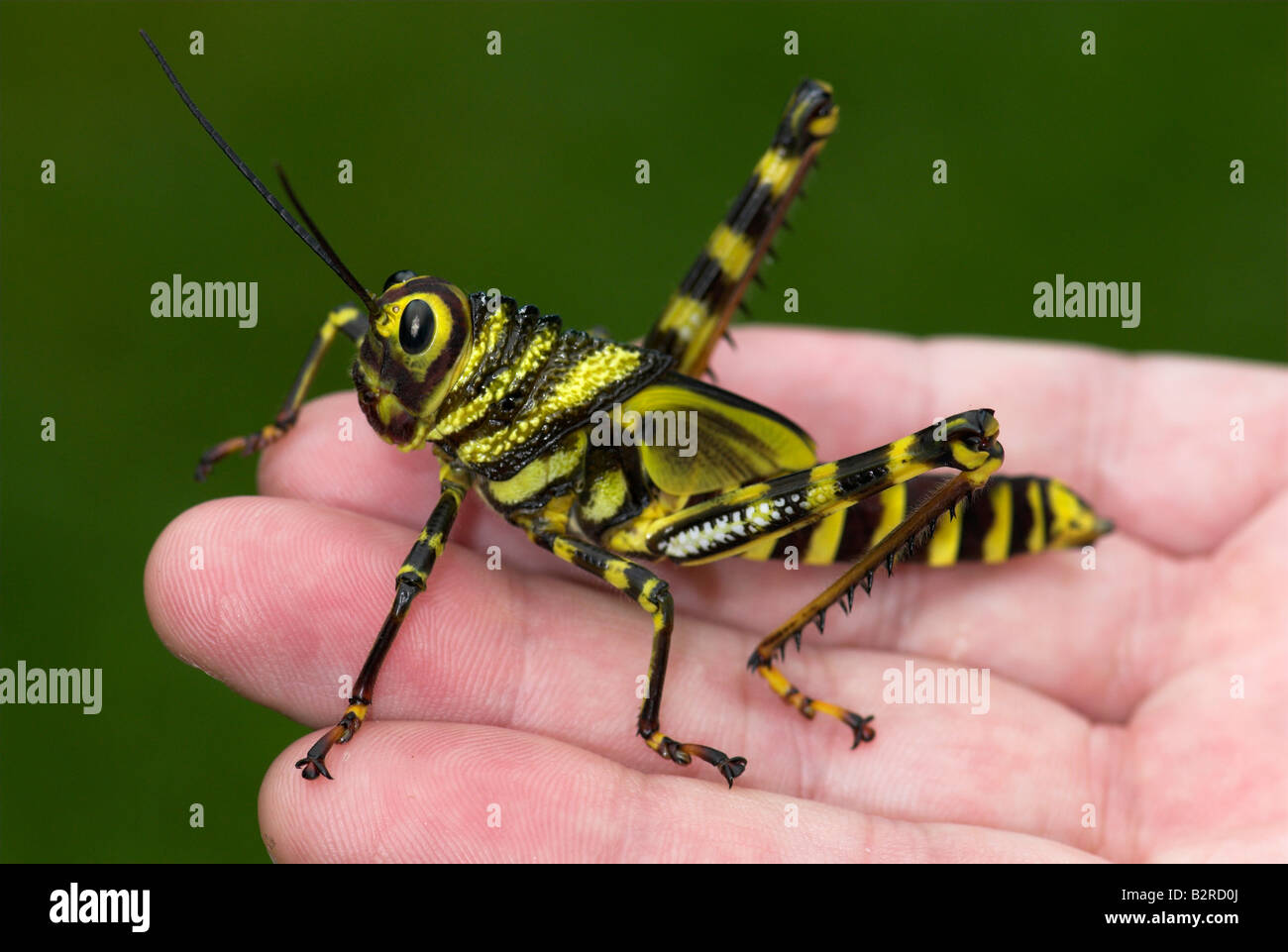 Tropidacris cristata hi-res stock photography and images - Alamy