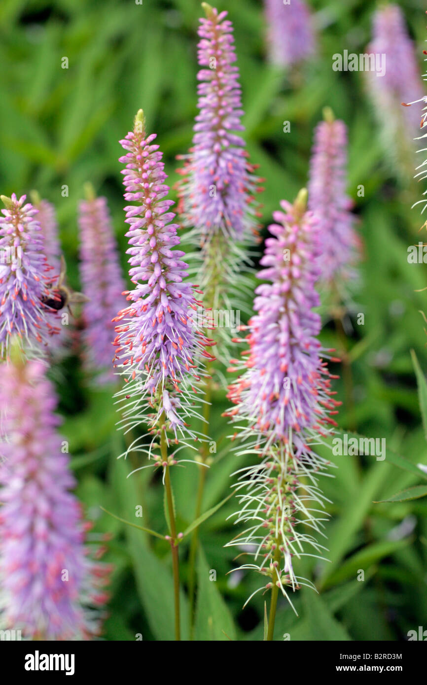 Veronicastrum virginicum hi-res stock photography and images - Alamy