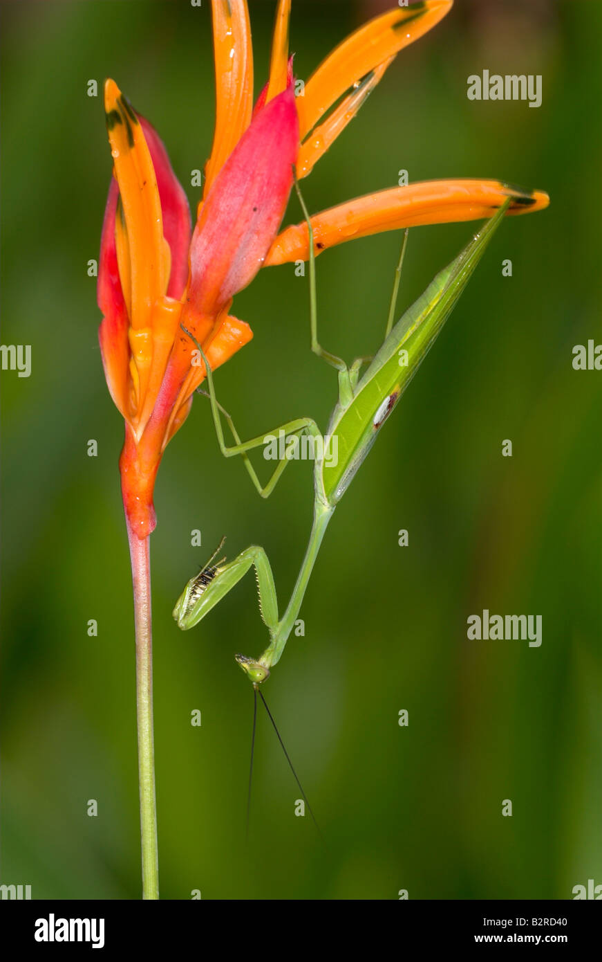 Praying Mantis FamilyMantidae Costa Rica Stock Photo - Alamy