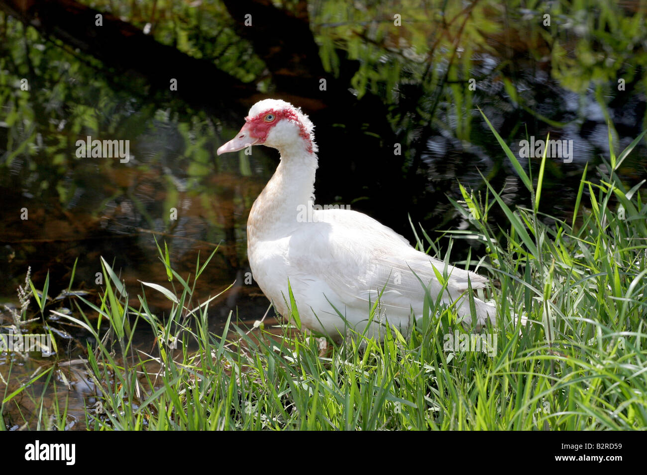 Duckin hi-res stock photography and images - Alamy