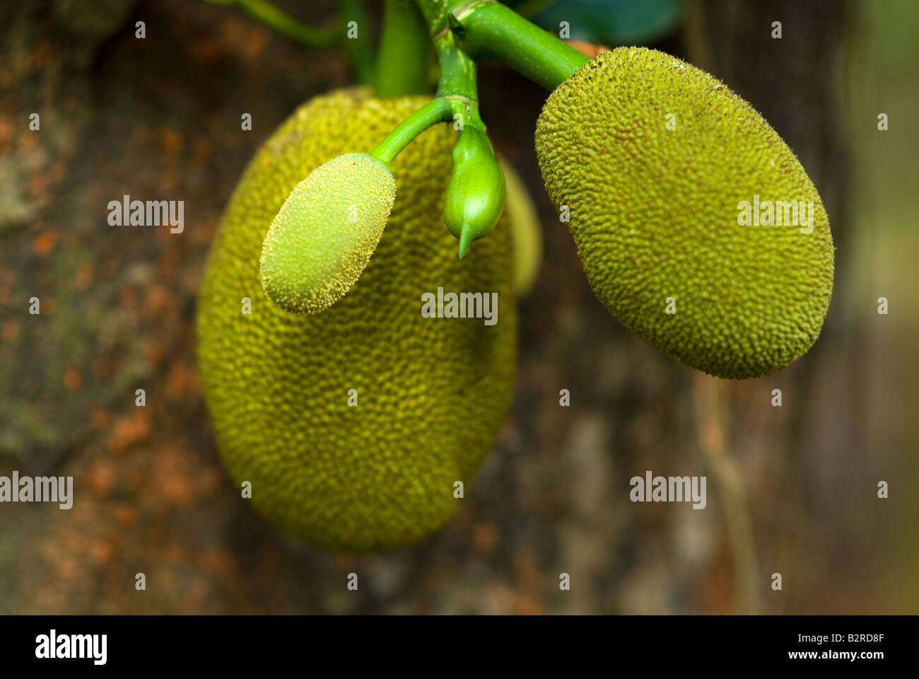 Sahakari hi-res stock photography and images - Alamy