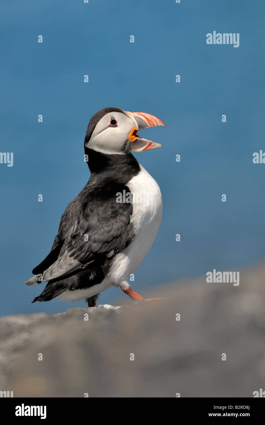Puffin standing on rock displaying with beak open Stock Photo - Alamy