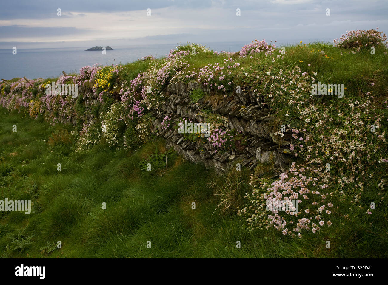 Thrift growing along a Cornish Wall, with a view of the Atlantic ocean ...
