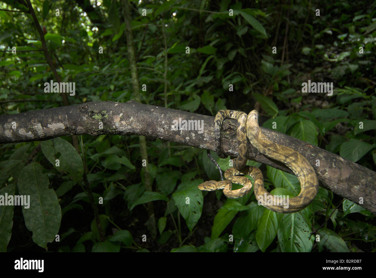 Ringed Tree Boa Corallus annulatus Costa Rica Stock Photo - Alamy