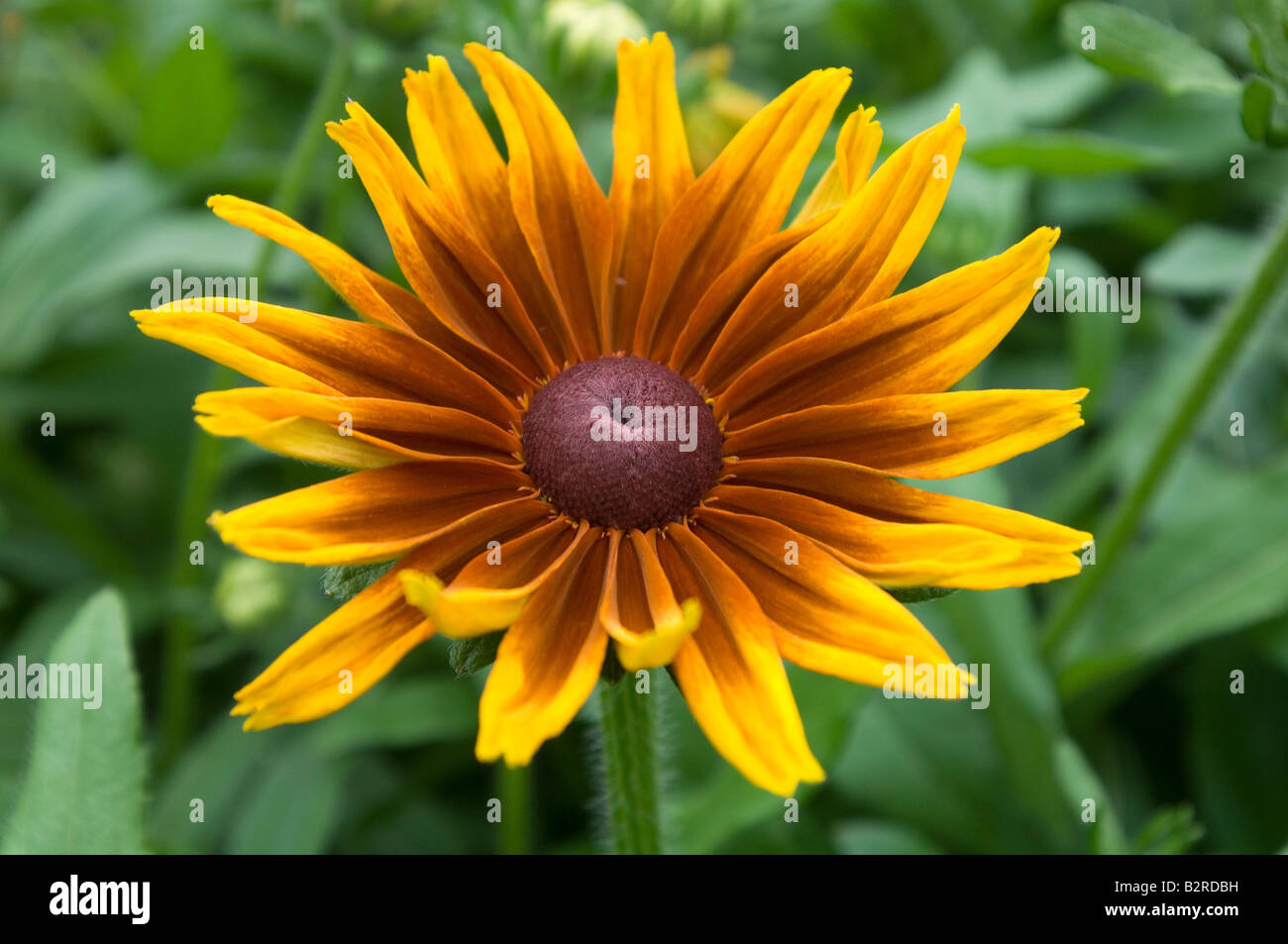 Sunflower helianthus sp hi-res stock photography and images - Alamy
