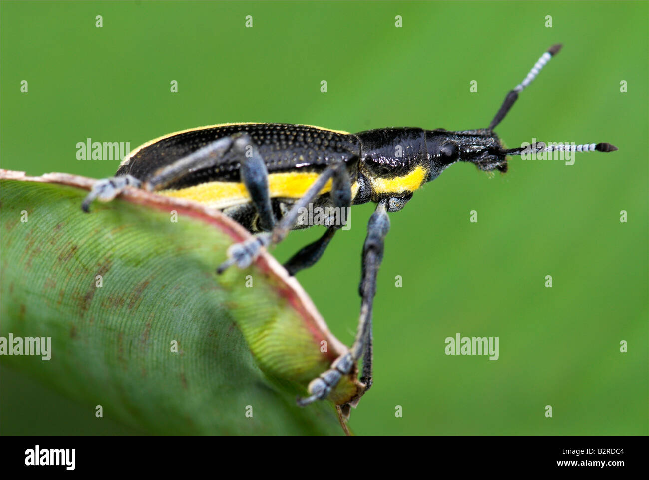 Weevil family curculionidae costa rica hi-res stock photography and ...