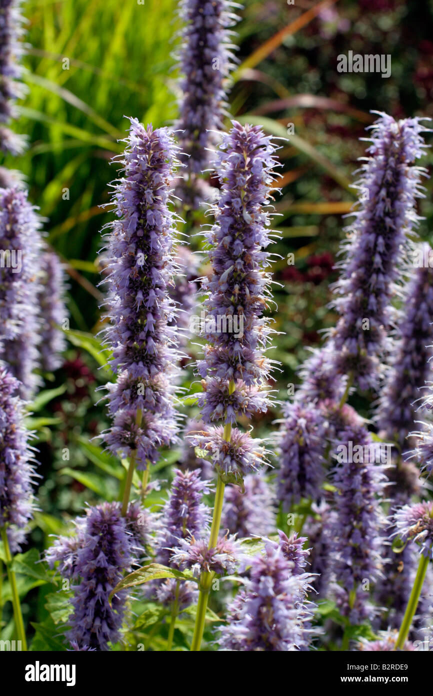 Agastache Black Adder