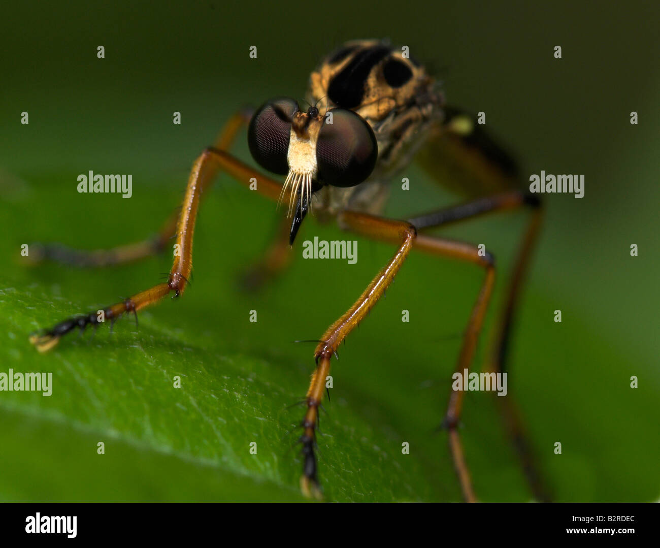 Robber Fly Asilidae sp with fly Costa Rica Stock Photo - Alamy