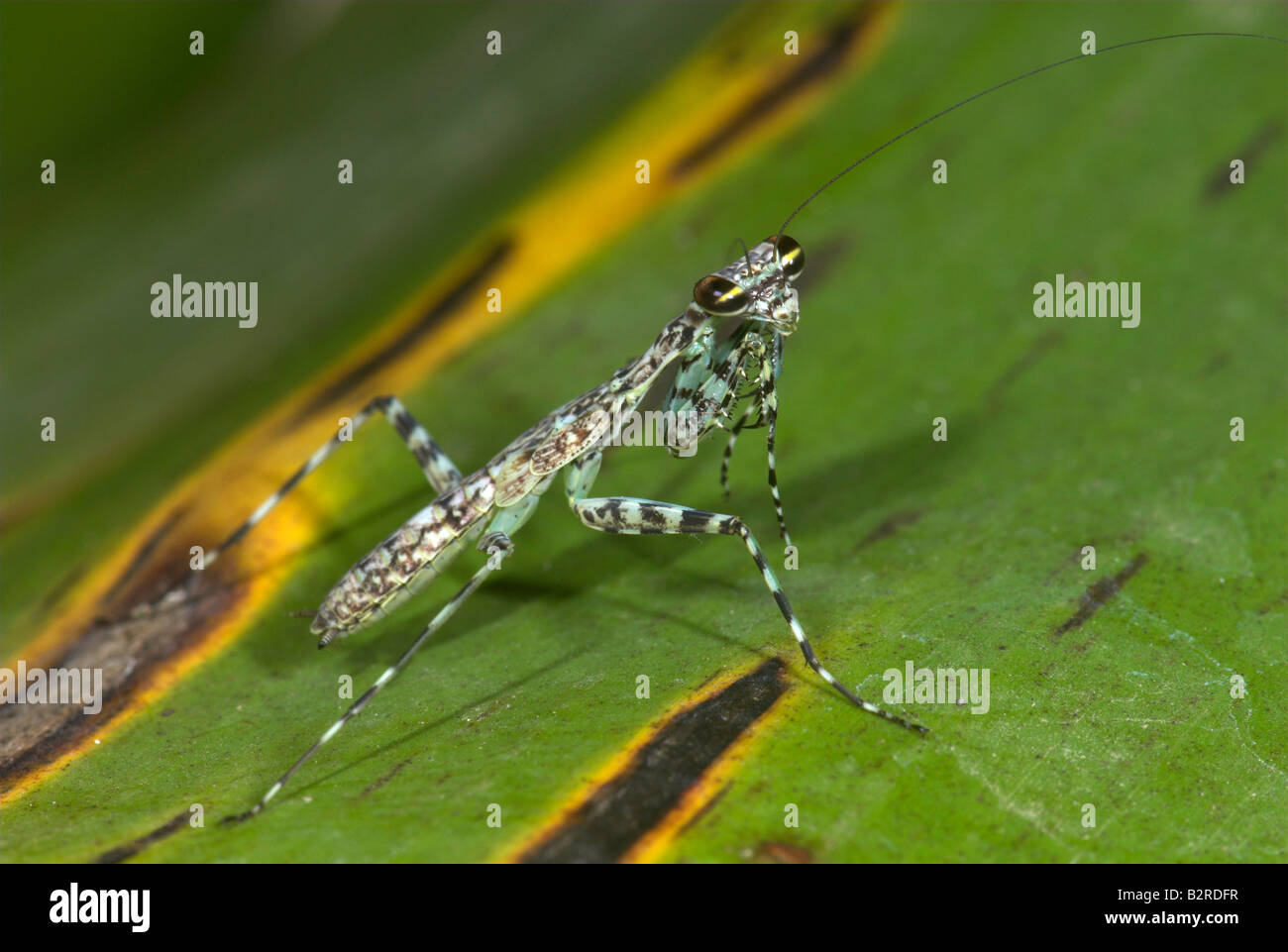Annulipes hi-res stock photography and images - Alamy