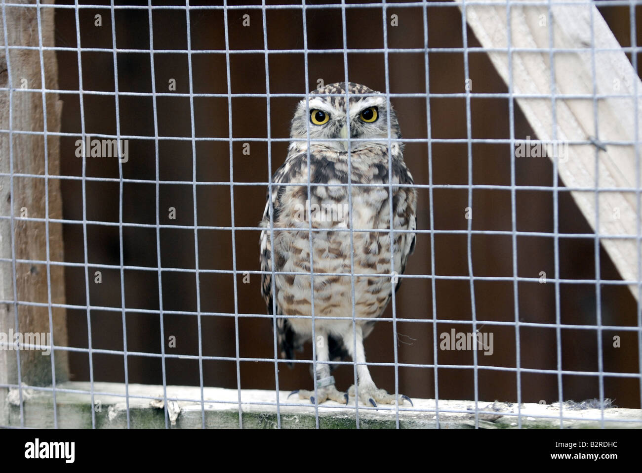 Owl Cage Stock Photos & Owl Cage Stock Images - Alamy