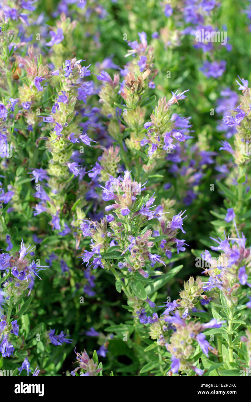 HYSSOP HYSSOPUS OFFICINALIS Stock Photo - Alamy