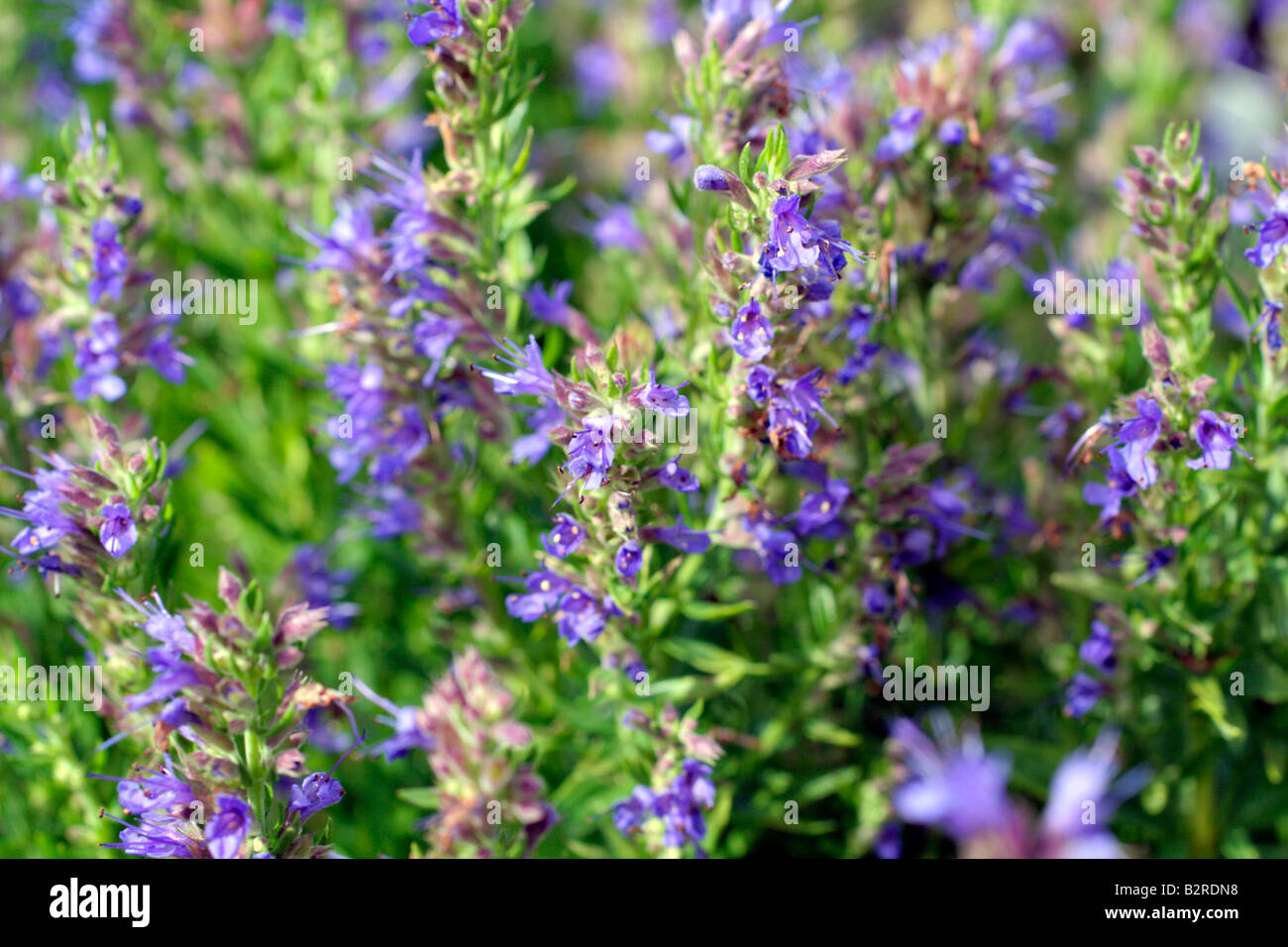 HYSSOP HYSSOPUS OFFICINALIS Stock Photo - Alamy