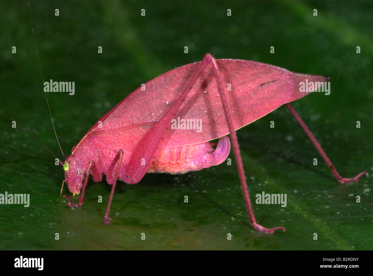 Where Do Pink Katydids Live