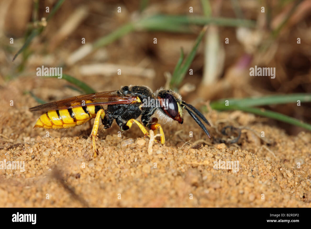 Bee-Wolf or Bee-killer Wasp Philanthus triangulum Potton Bedfordshire ...