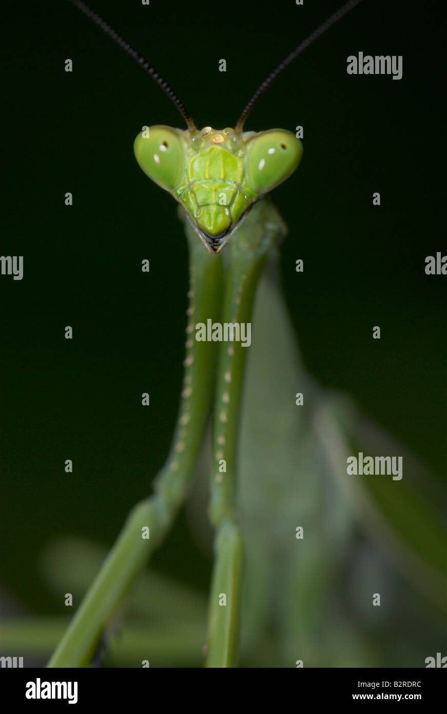 Praying Mantis FamilyMantidae Costa Rica Stock Photo - Alamy