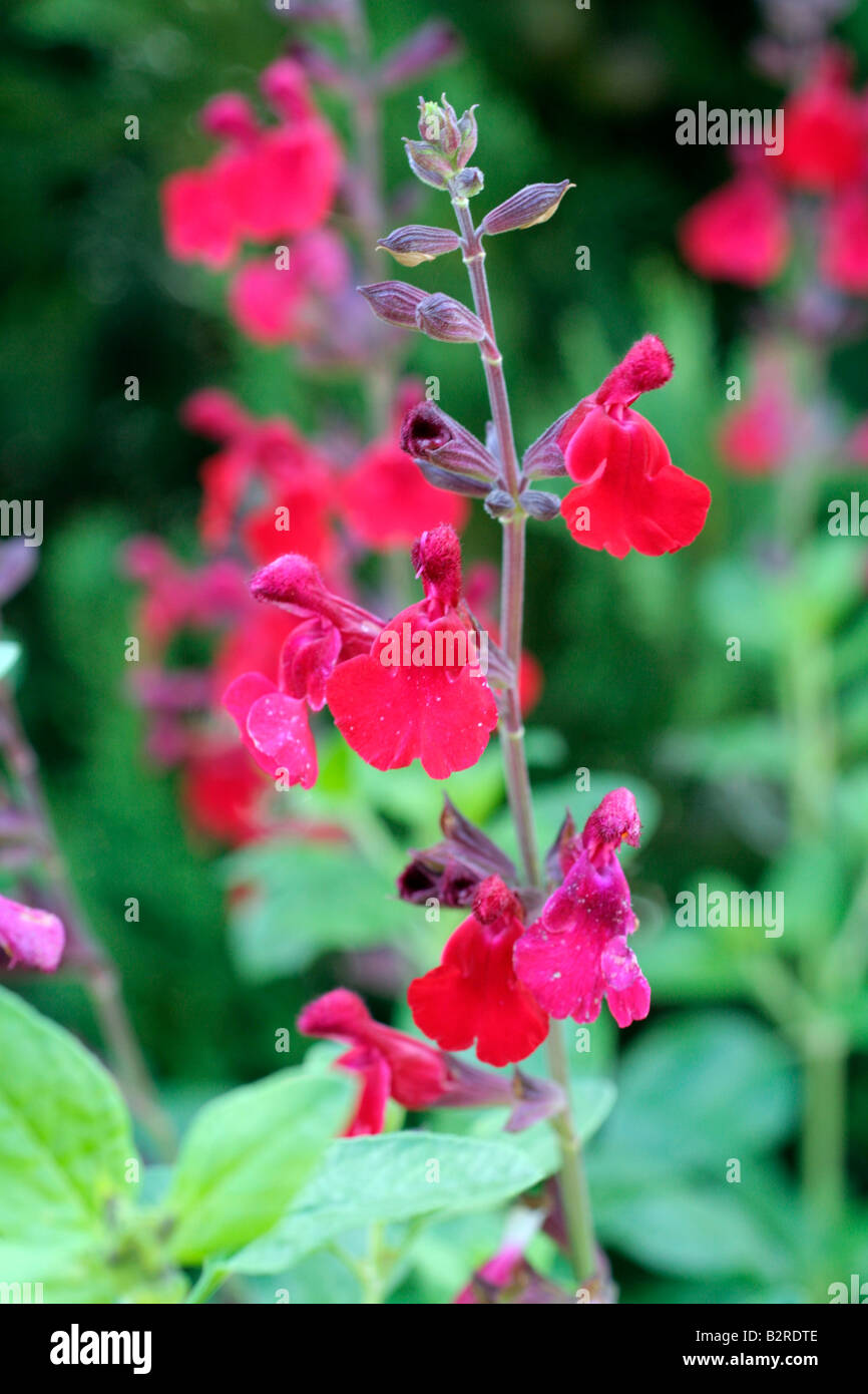 Salvia x jamensis hi-res stock photography and images - Alamy