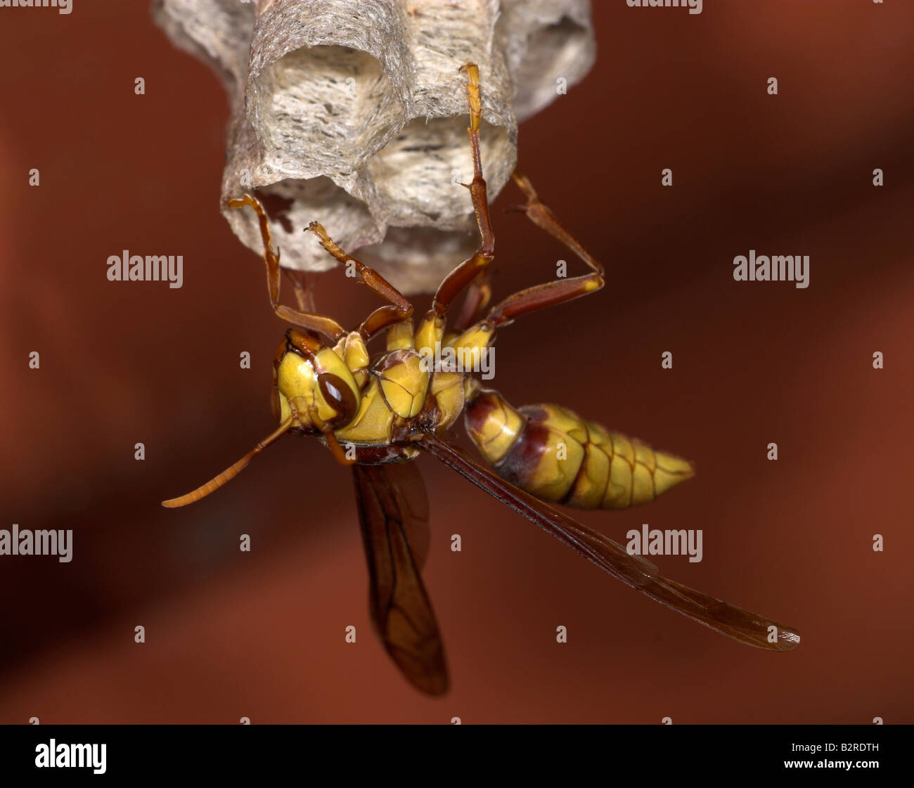 Paper Wasp subfamily Polistinae Costa Rica Stock Photo - Alamy