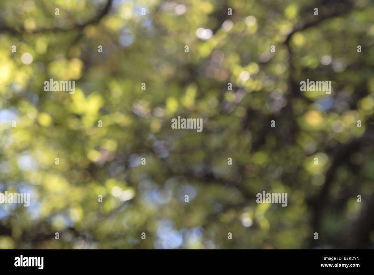 Out of focus leaves hi-res stock photography and images - Alamy