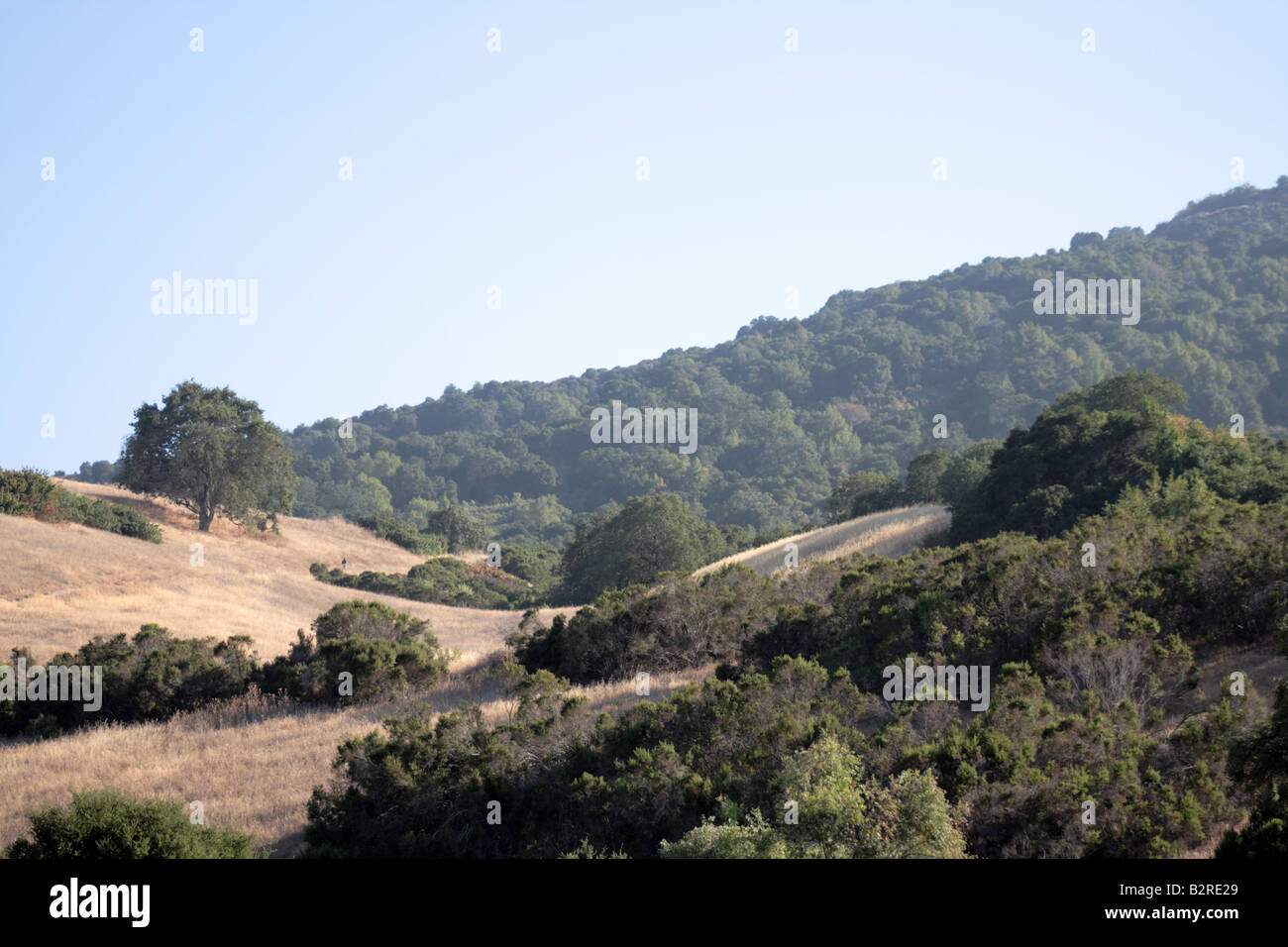 a curving California hillside with a lone figure on a trail in the ...