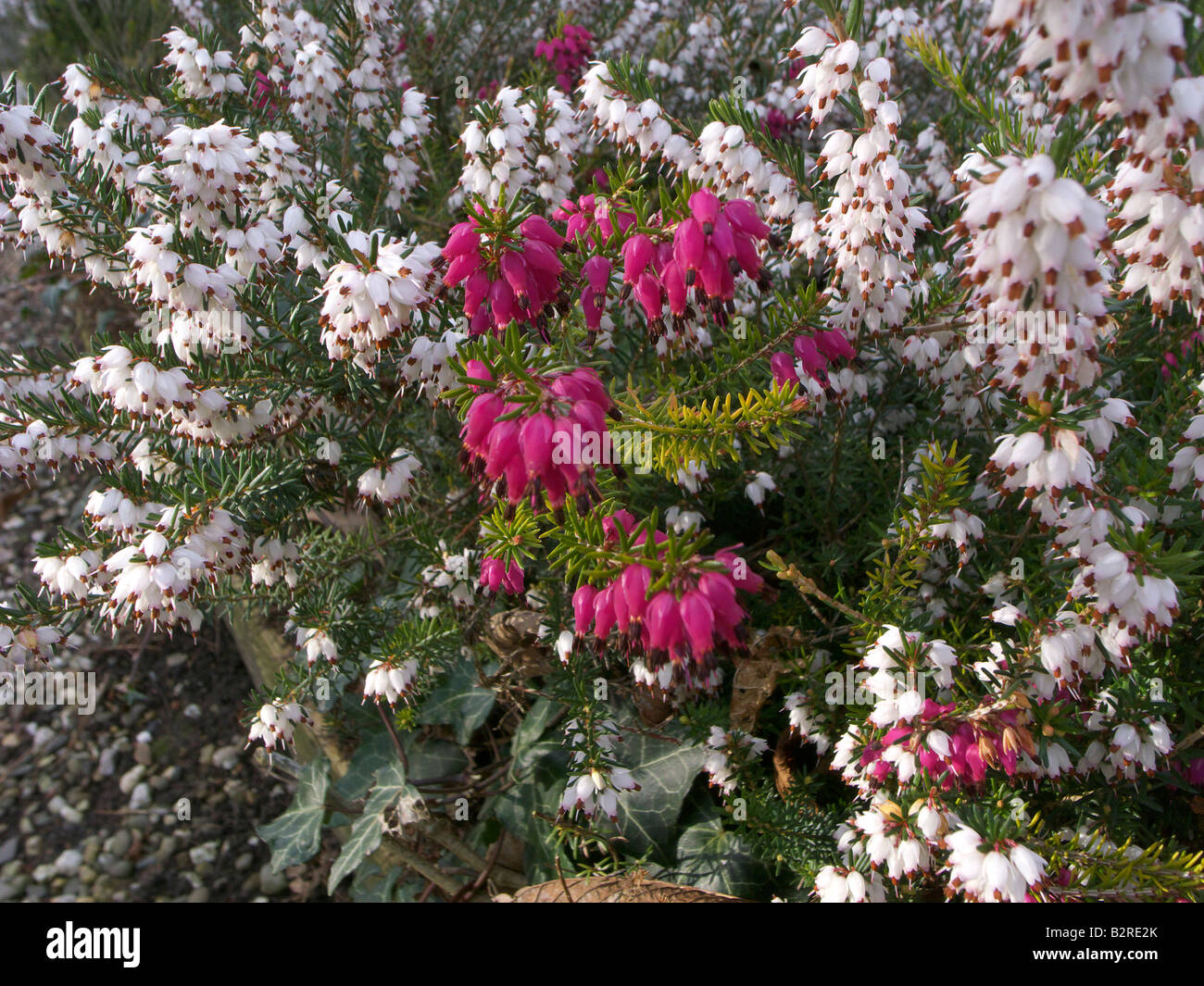 Erica carnea vivelli hi-res stock photography and images - Alamy