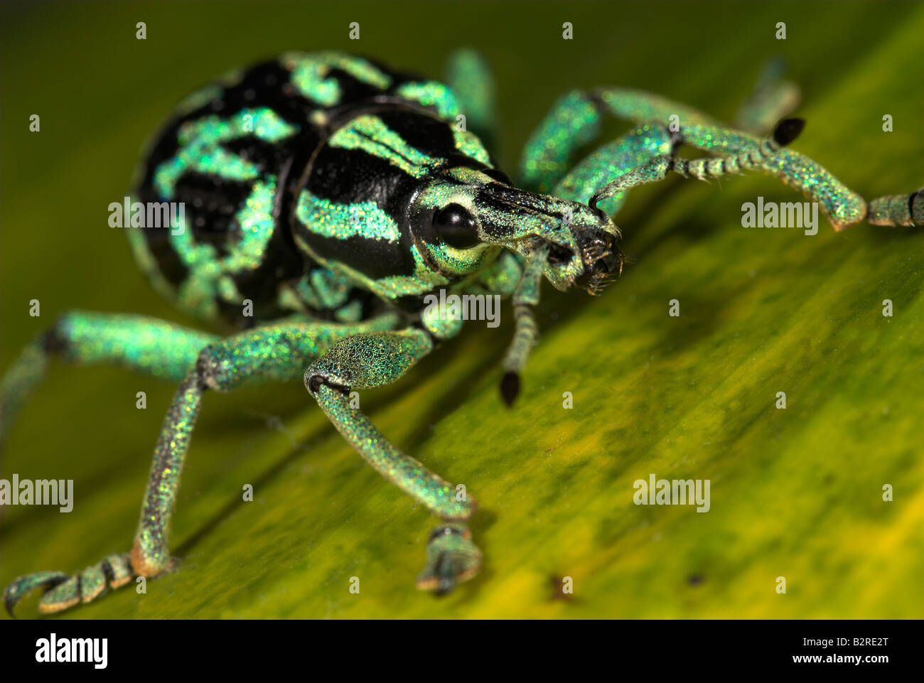 Eupholus browni hi-res stock photography and images - Alamy