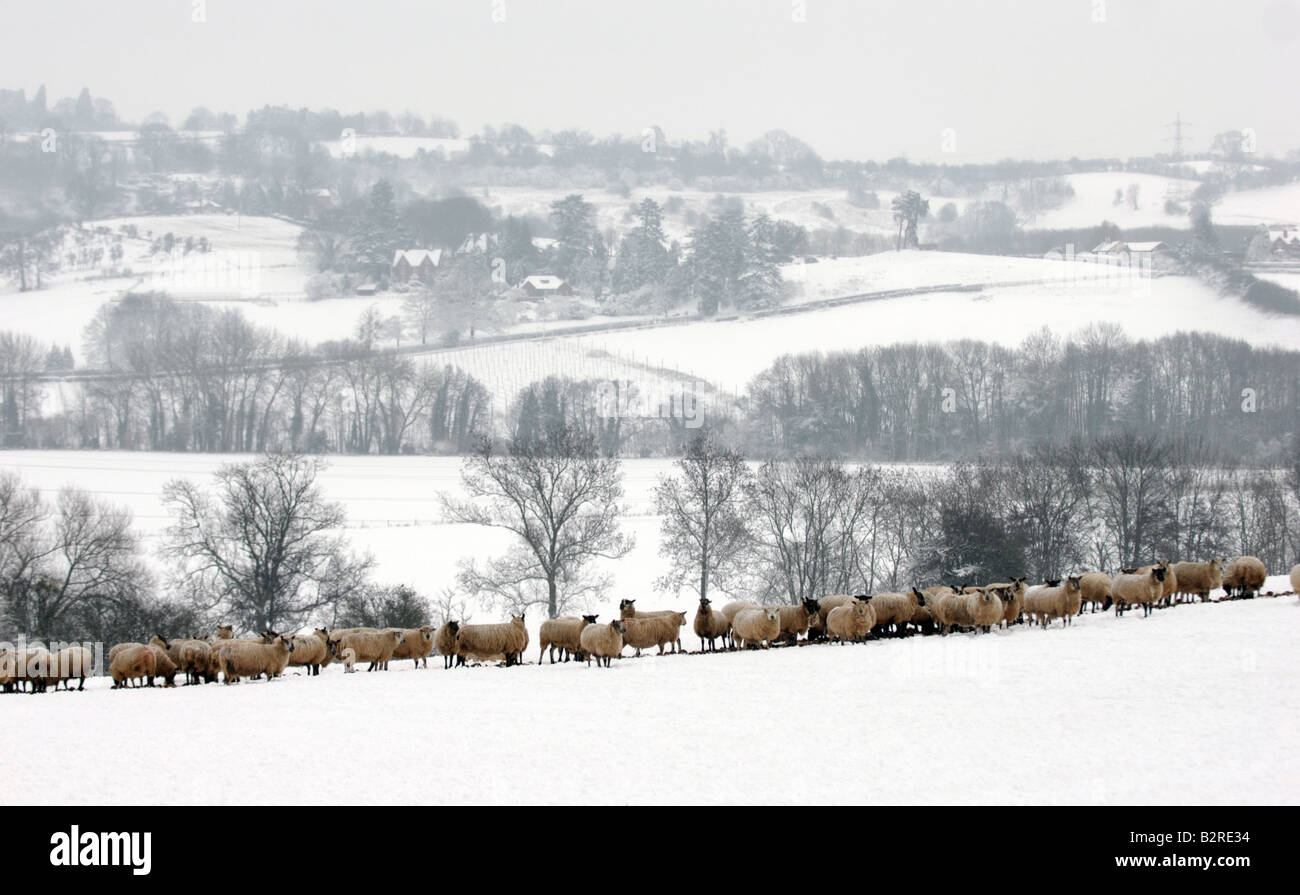Sheep huddle together in snow hi-res stock photography and images - Alamy