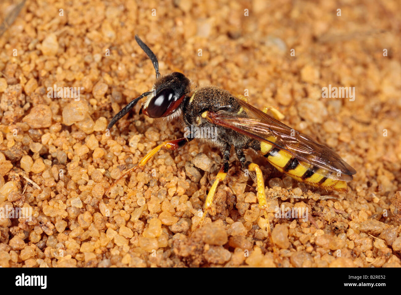 Bee wolf wasp hi-res stock photography and images - Alamy