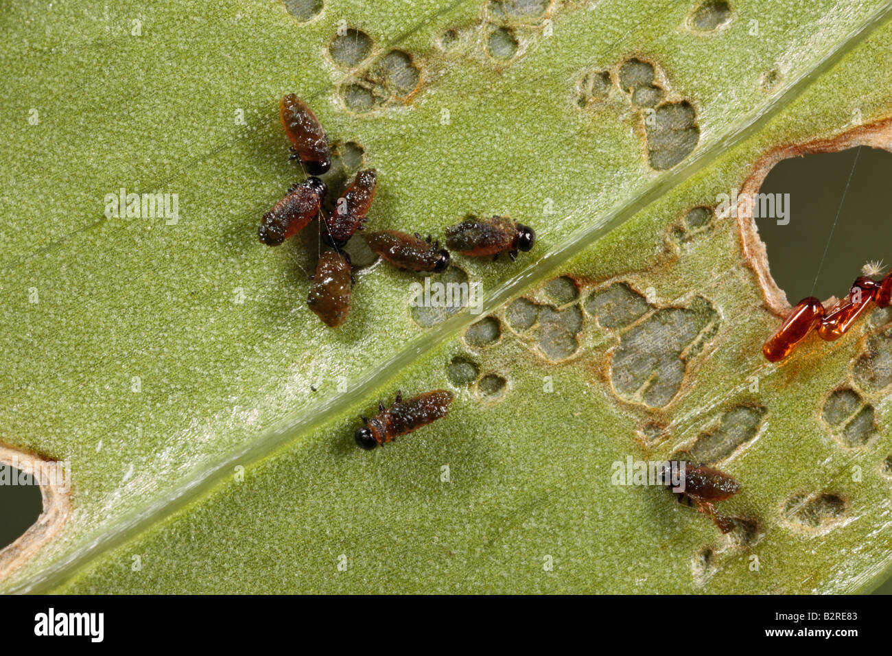 Larvae on beetle hi-res stock photography and images - Alamy