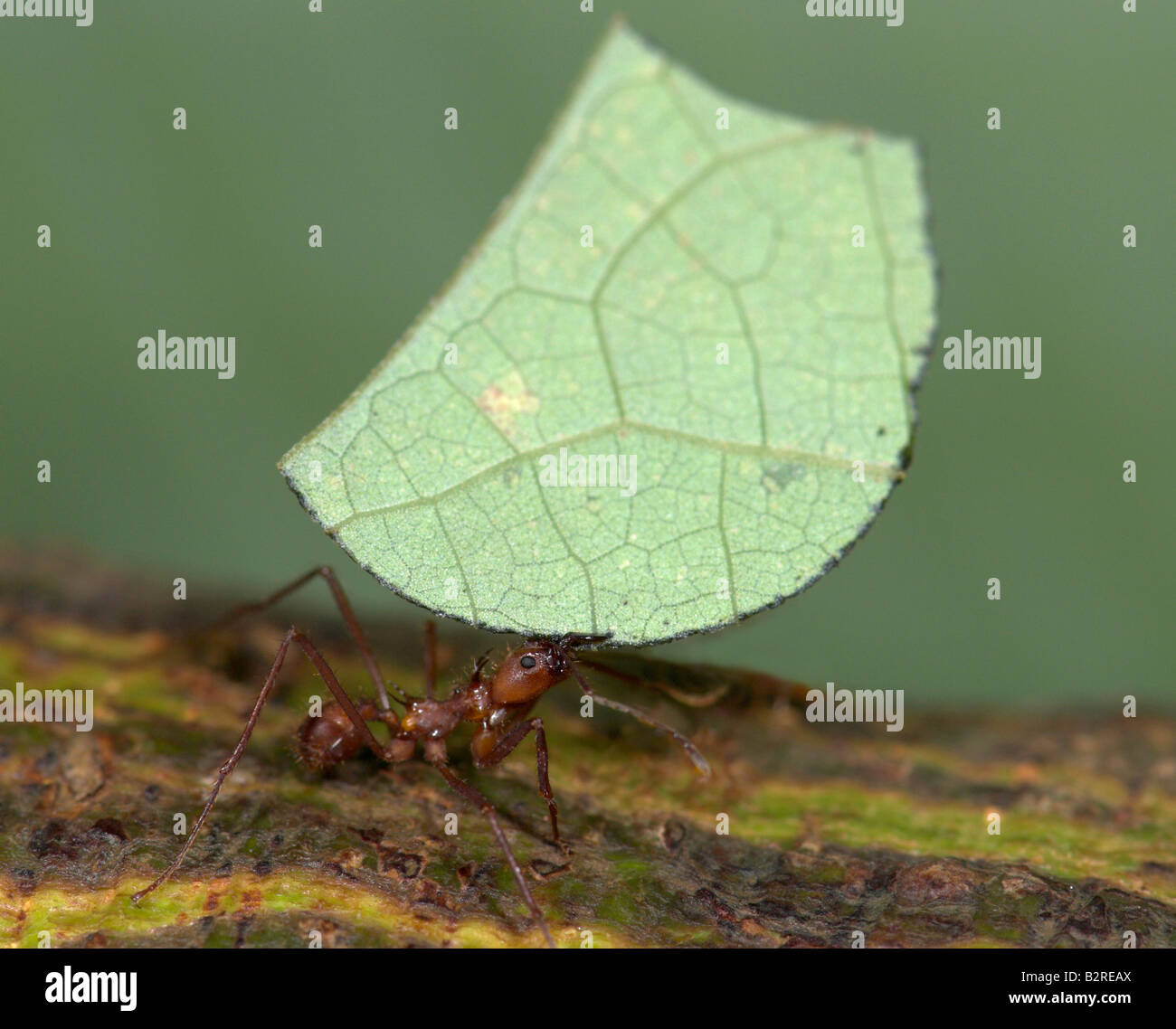 Atta ants grow fungus hi-res stock photography and images - Alamy