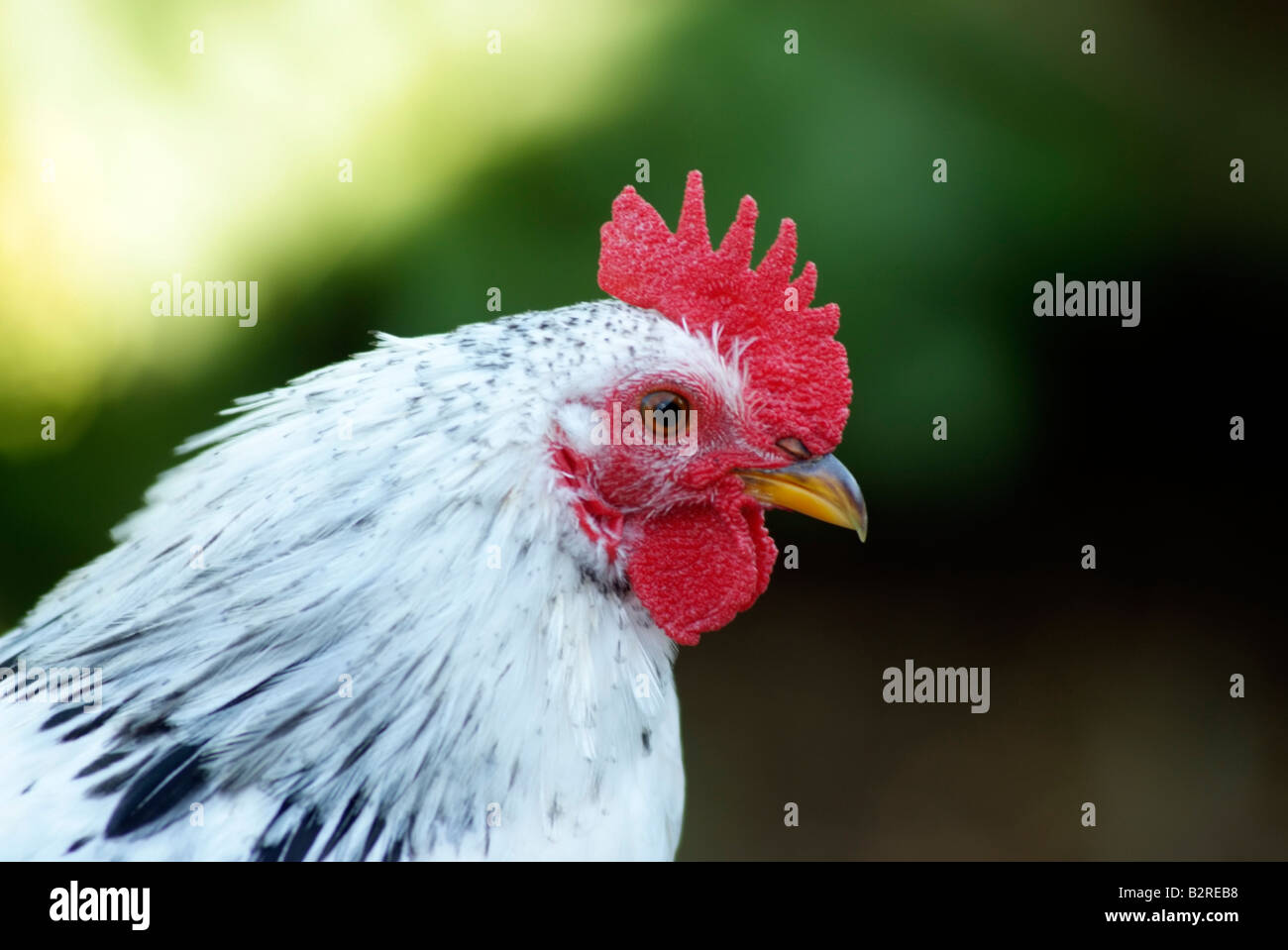 White Bearded Belgian Bantam cockerel rooster bird Stock Photo - Alamy