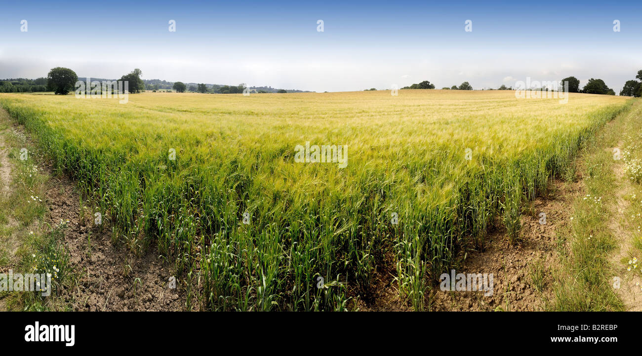 farmland cornfield before harvesting of arable crops Stock Photo - Alamy