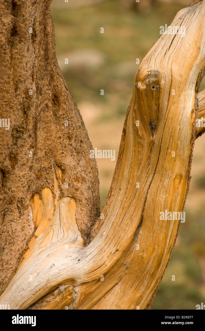 Juniper Bark Texture High Resolution Stock Photography and Images - Alamy