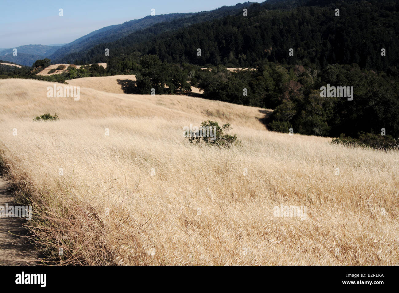a view of hillside terrain including grasses, forests and mountains ...