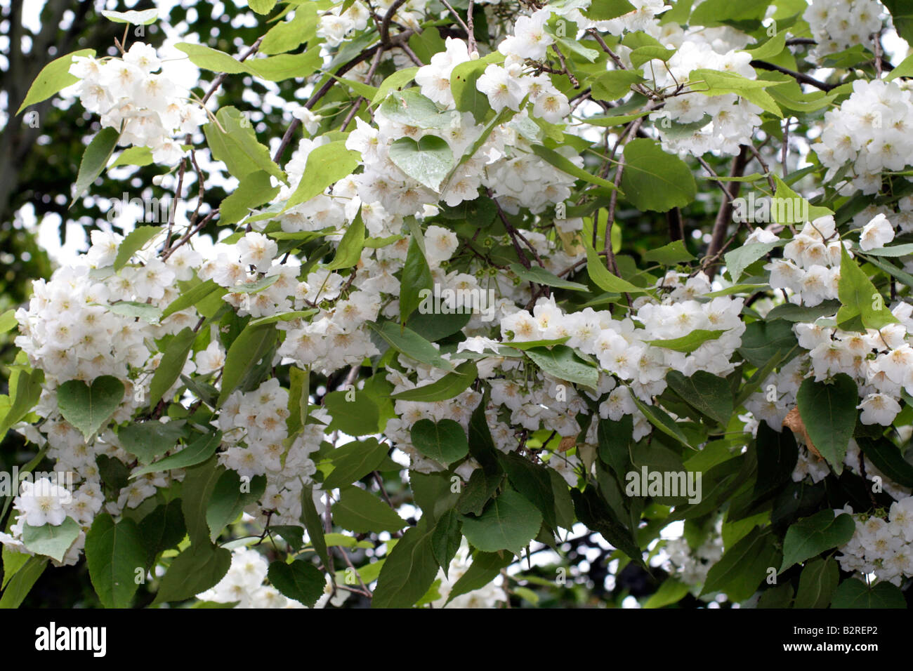 Hoheria hi-res stock photography and images - Alamy