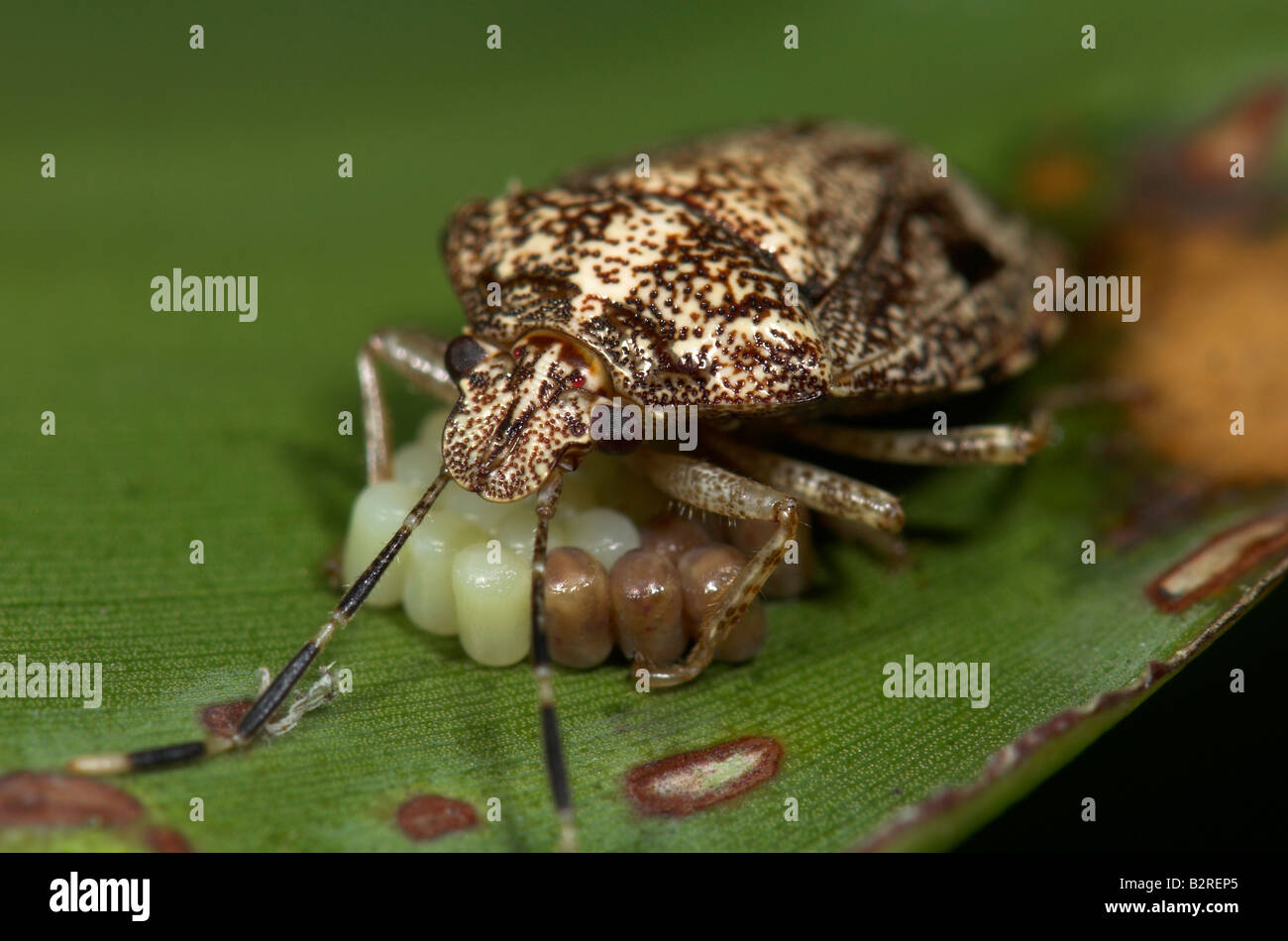 Stink Bug FamilyPentatomidae Costa Rica Stock Photo - Alamy