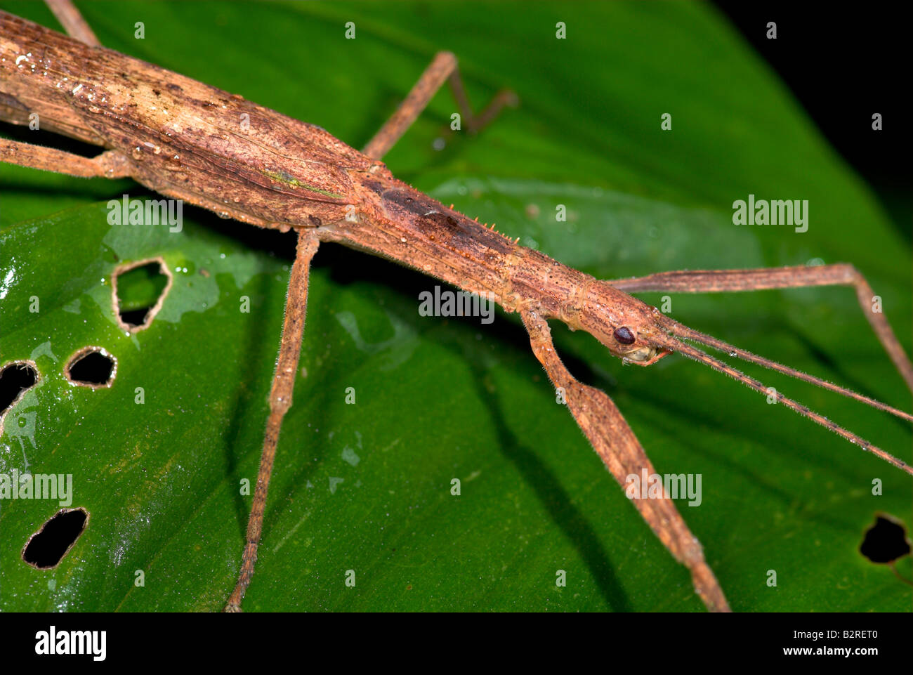 Walking stick insects hi-res stock photography and images - Alamy